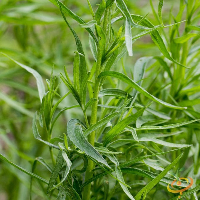 Tarragon (Dragon Wort) seeds – SeedsNow.com