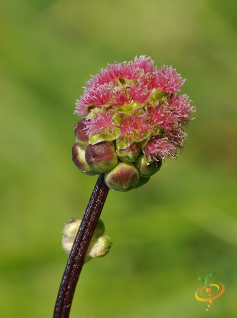 Salad Burnet seeds – SeedsNow.com