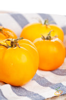 Where to Buy Tomato - Golden Sunray (Indeterminate) seeds - SeedsNOW.com