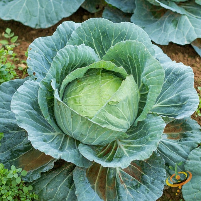 Order Organic Non-GMO Cabbage Seeds Online - SeedsNow.com