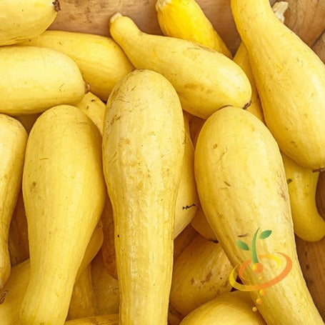 yellow summer squash