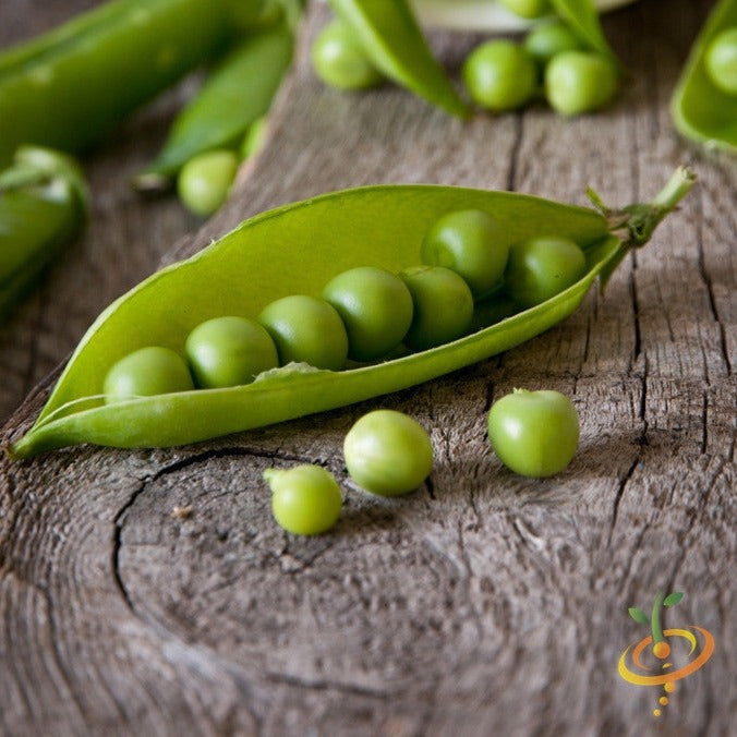 Pea (Snap) - Sugar Ann seeds – SeedsNow.com