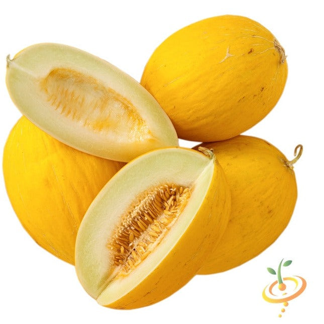 Buy Organic Non-GMO Melon Seeds Online Now! – SeedsNow.com