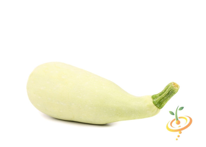 Heirloom non-GMO Organic Squash (Summer) - Marrow, White seeds 🌱 ...