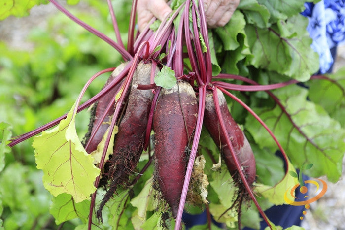 Beet - Cylindra | Order Heirloom Organic Vegetable Garden Seeds ...