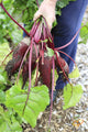 High-quality Beet - Cylindra seeds from SeedsNow.com