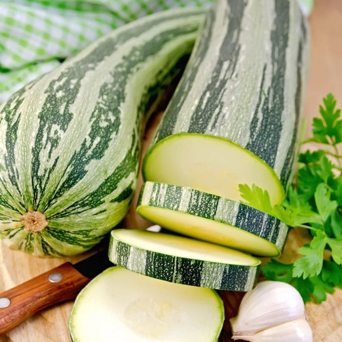 Squash (Summer) - Caserta seeds – SeedsNow.com