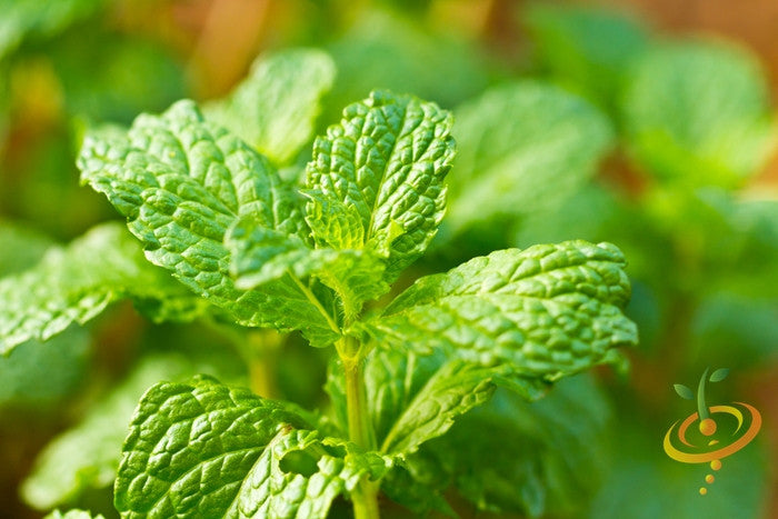 Heirloom non-GMO Organic Mint - Spearmint seeds 🌱 SeedsNOW.com