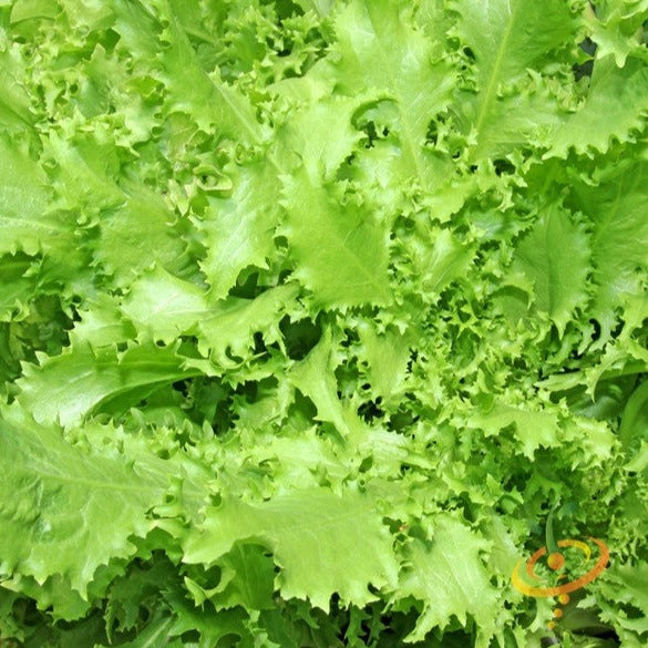 Endive - Green Curled Ruffec – SeedsNow.com