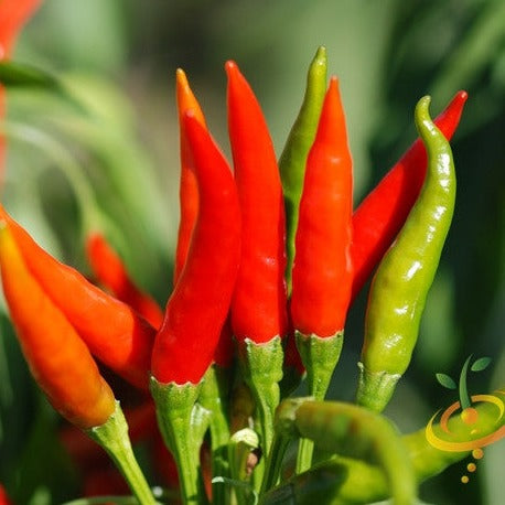 Shop Pepper (Hot) - Tabasco 🔥🔥🔥 NOW! - Buy organic non-gmo heirloom ...