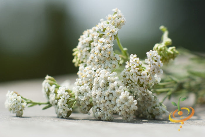 Shop Yarrow, White NOW! - Buy organic non-gmo heirloom seeds 🌱 SeedsNOW.com