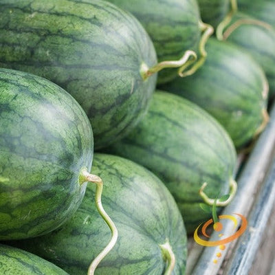 Buy Organic Non-GMO Watermelon Seeds Online Now! – SeedsNow.com