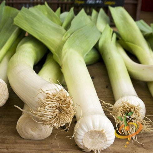 High-quality Leek - Carentan seeds from SeedsNow.com