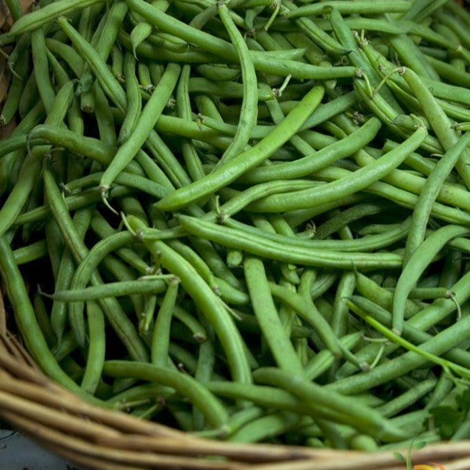 Buy non-GMO heirloom Bush Bean Seeds Online - SeedsNow.com