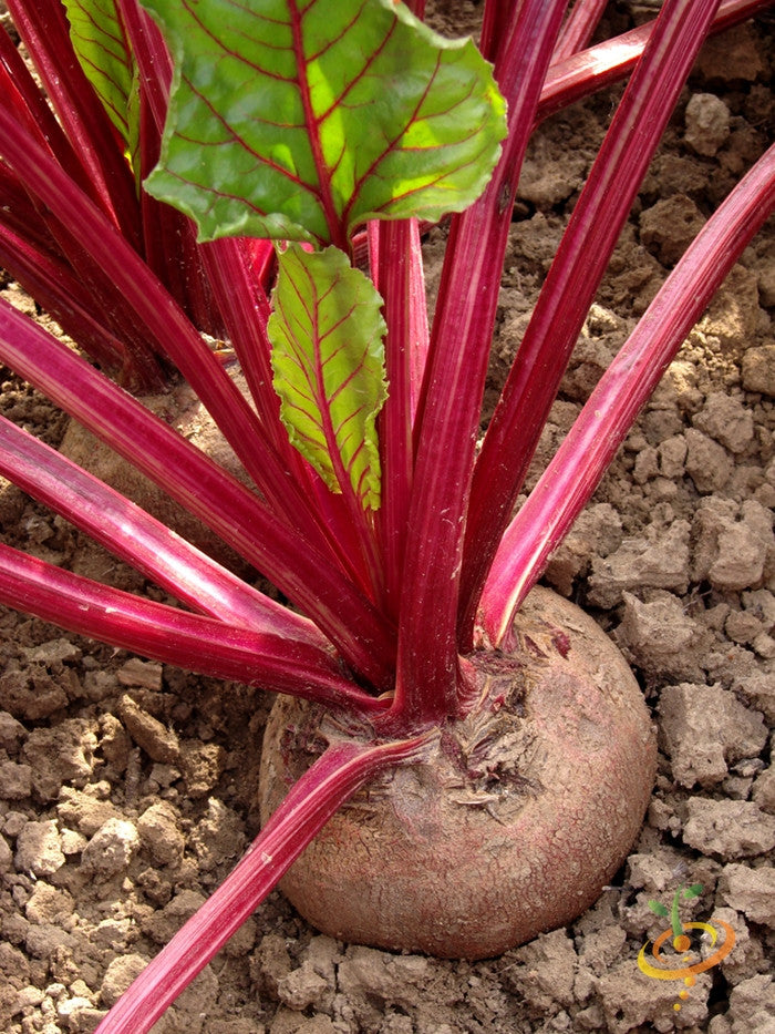Buy Beet - Boltardy! #1 Online USA supplier for organic seeds, non-GMO ...
