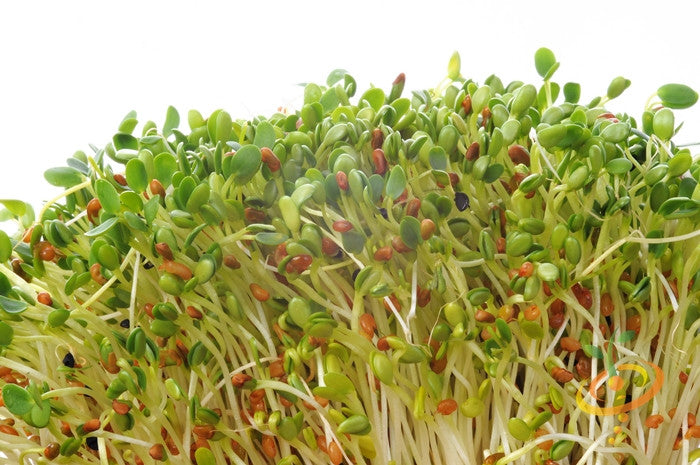 Sprouts/Microgreens - Radish, Classic – SeedsNow.com
