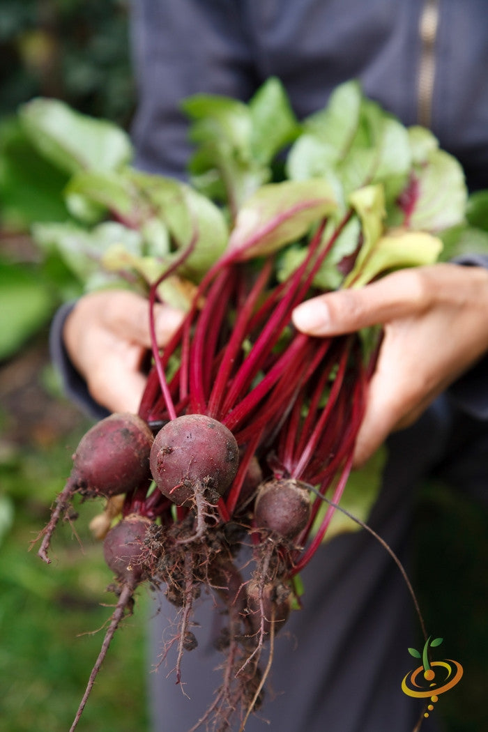 non-GMO Beet - Detroit (Dark Red) seeds! SeedsNOW.com