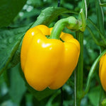 Pepper (Sweet) - Sunbright Yellow – SeedsNow.com