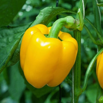 Pepper (Sweet) - Sunbright Yellow – SeedsNow.com