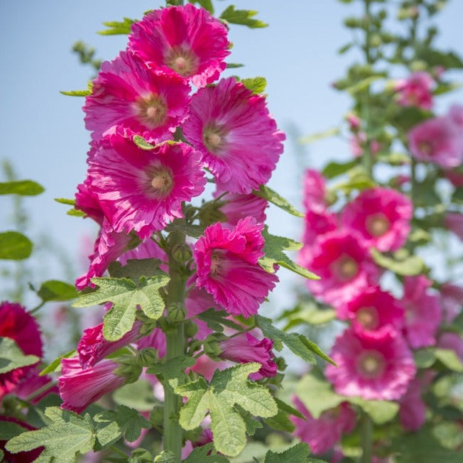Shop Flowers - Hollyhock, Indian Spring Mix NOW! - Buy organic non-gmo ...