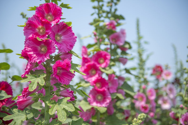 Shop Flowers - Hollyhock, Indian Spring Mix NOW! - Buy organic non-gmo ...