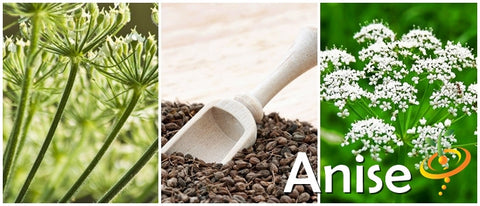 Anise (Aniseed) – SeedsNow.com