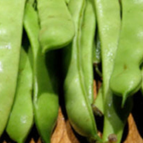 Buy non-GMO heirloom Bush Bean Seeds Online - SeedsNow.com