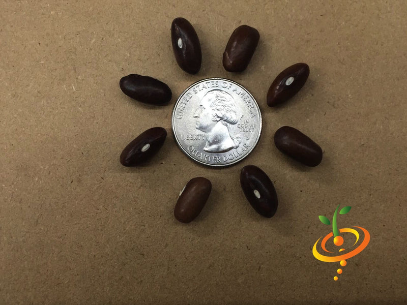 Buy Bean, Bush - Landreth - Source for organic NON-GMO heirloom seeds ...