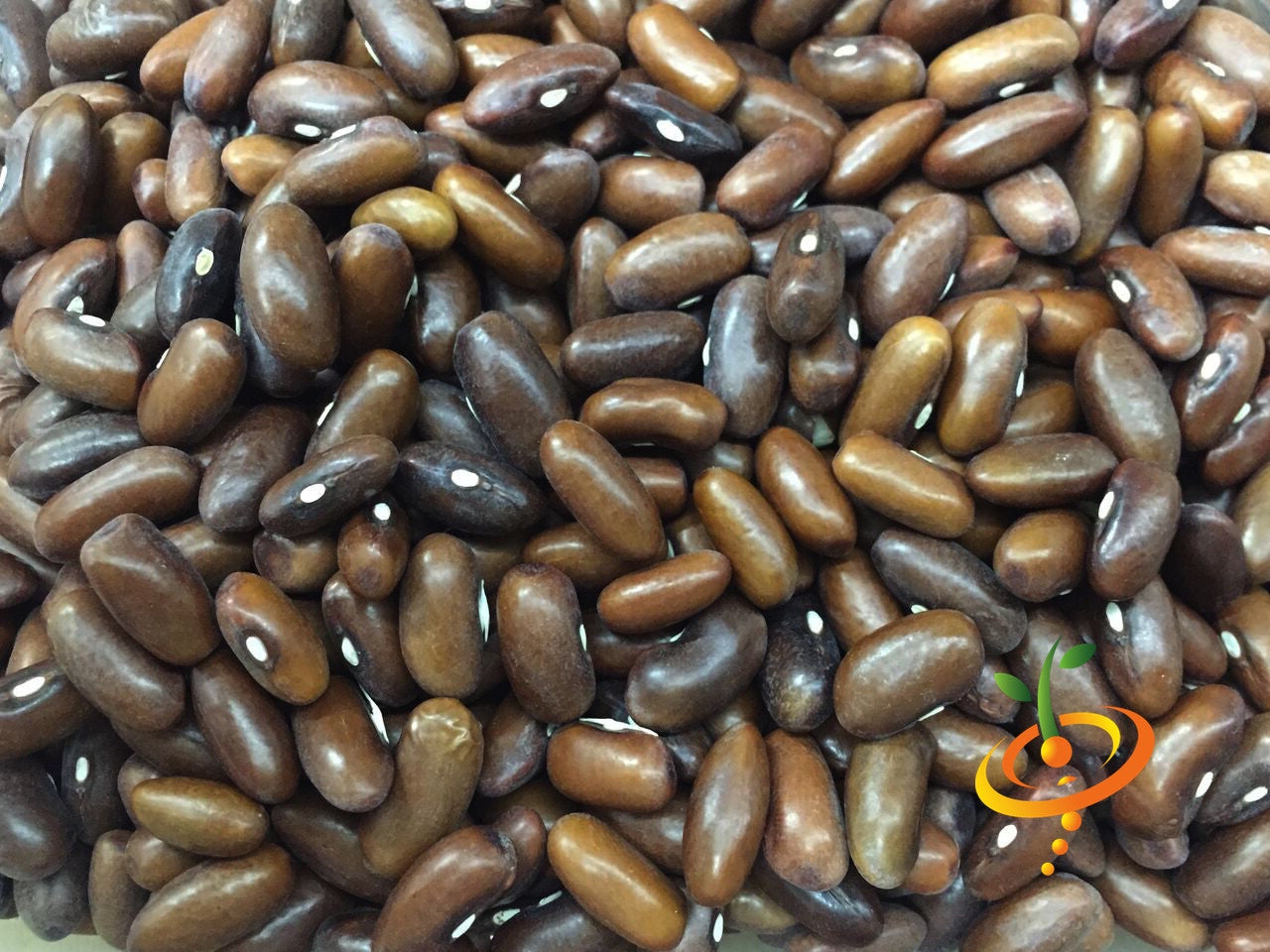 Bean, Bush - Landreth – SeedsNow.com