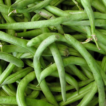 Buy non-GMO Green Bean Garden Seeds Online - SeedsNow.com