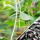 Shop Bean, Runner/Pole - Prizewinner seeds + FREE Shipping! 🌱 SeedsNOW.com