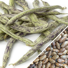 Shop Bean, Pole - Rattlesnake NOW! - Buy organic non-gmo heirloom seeds ...