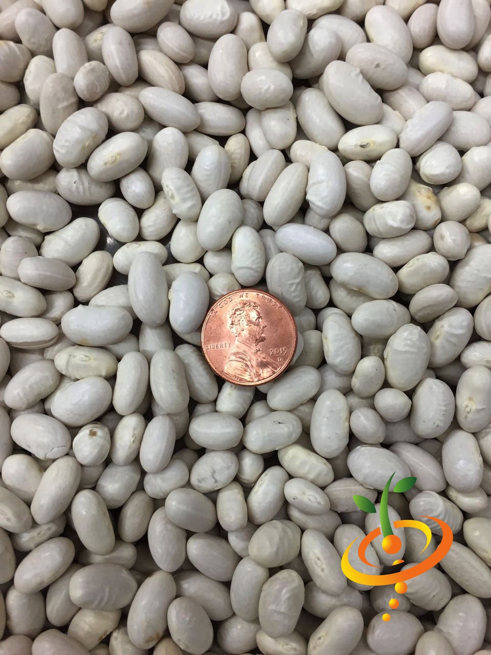 Shop Bean, Pole - Romano seeds + FREE Shipping! 🌱 SeedsNOW.com