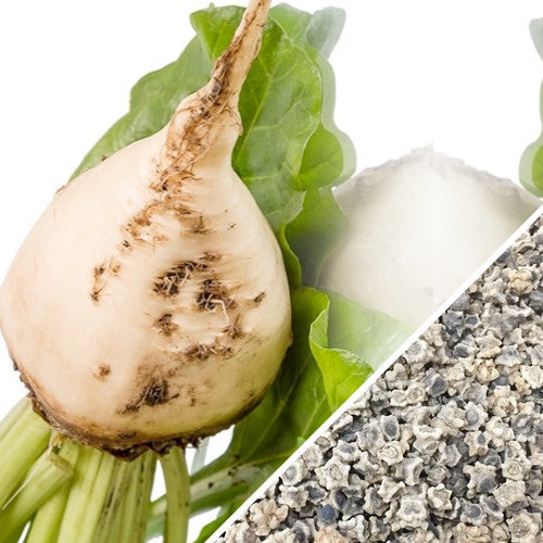 Heirloom non-GMO Organic Beet - Detroit (White) seeds 🌱 SeedsNOW.com