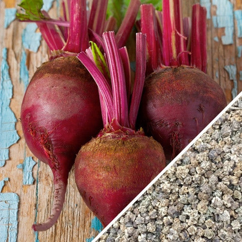 Heirloom non-GMO Organic Beet - Early Wonder seeds 🌱 SeedsNOW.com