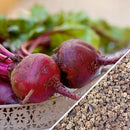 Buy Beet - Boltardy! #1 Online USA supplier for organic seeds, non-GMO ...
