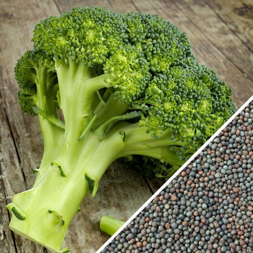 Broccoli - Di Cicco – SeedsNow.com