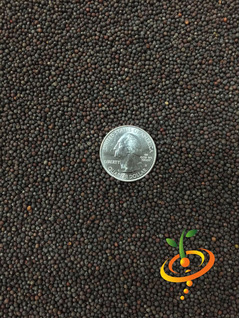 Cabbage - Acre, Red seeds – SeedsNow.com