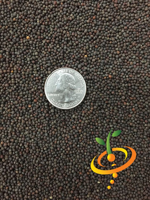 Cabbage - Mammoth Red Rock seeds – SeedsNow.com