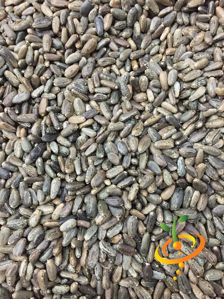 Cardoon | SeedsNow.com