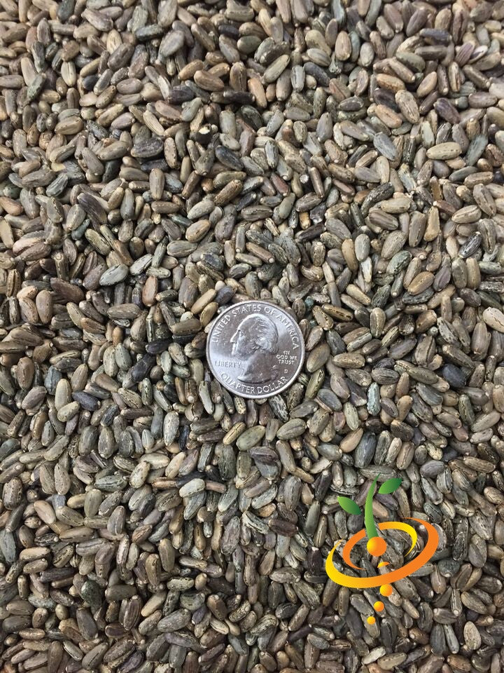 Cardoon | Order Heirloom Organic Vegetable Garden Seeds | SeedsNow.com