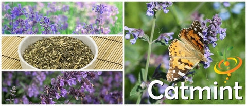 Catmint seeds – SeedsNow.com