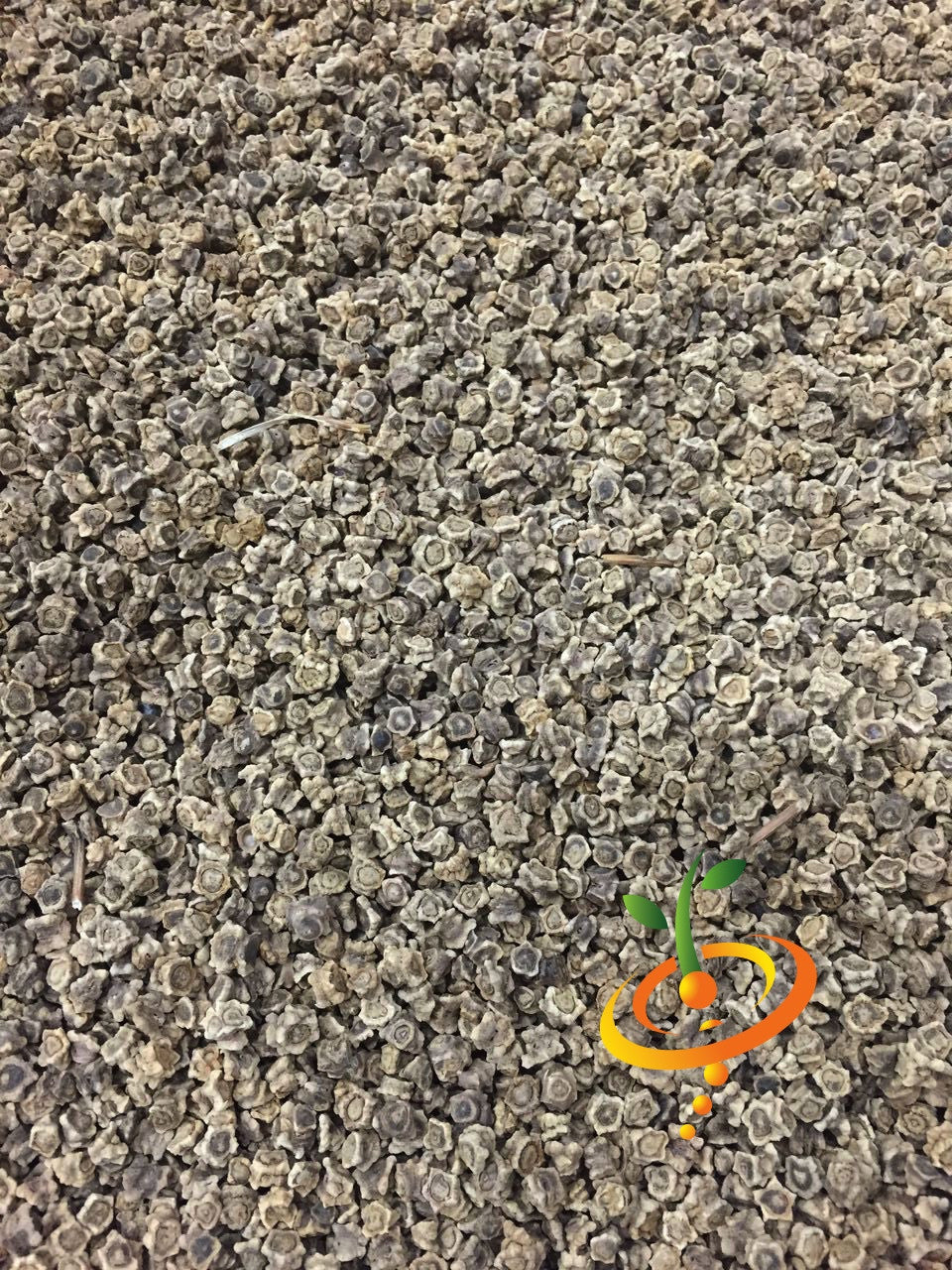 Buy Beet - Cylindra - Source for organic NON-GMO heirloom seeds online ...