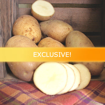 Buy Organic Non-GMO Heirloom Seed Potatoes Online Now! – SeedsNow.com