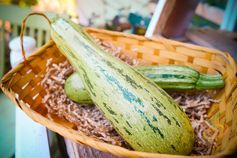 Squash (Summer) - Caserta seeds – SeedsNow.com