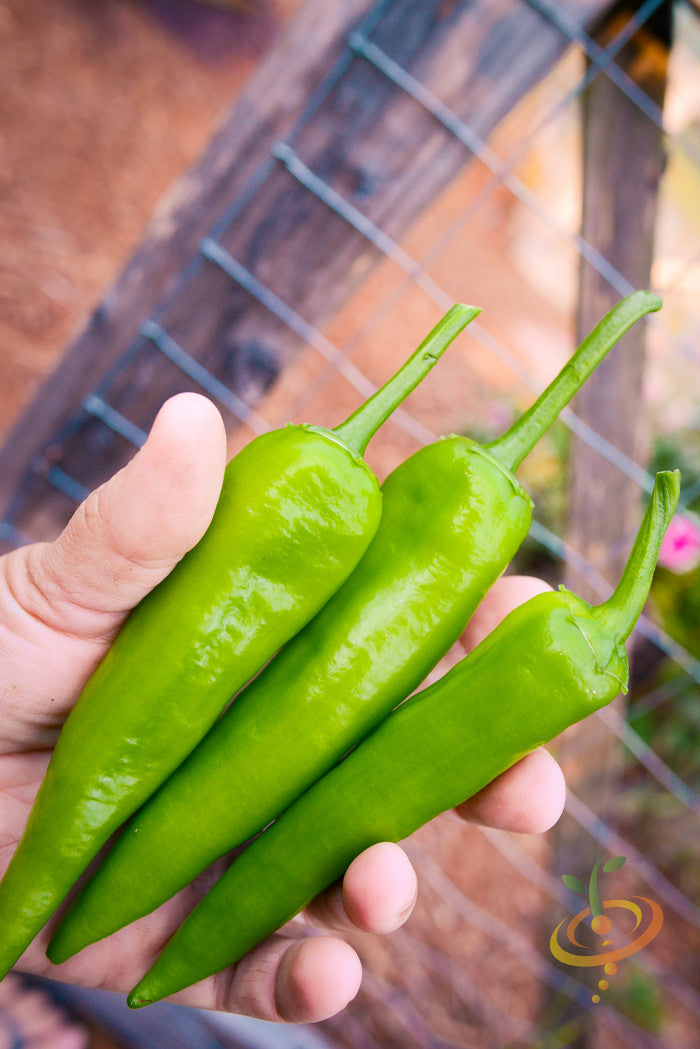 Buy Pepper (Sweet) - Banana! #1 Online USA supplier for organic seeds ...