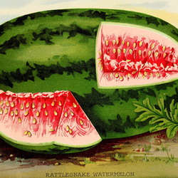 Georgia Rattlesnake Watermelon Seeds Now – SeedsNow.com