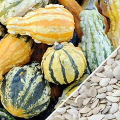 Buy Organic Non-GMO Heirloom Gourd Seeds Online – SeedsNow.com