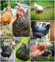 High-quality All-in-One Chicken Garden Variety Pack seeds from SeedsNow.com