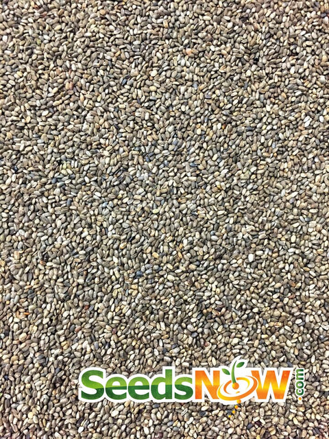 Horehound seeds – SeedsNow.com